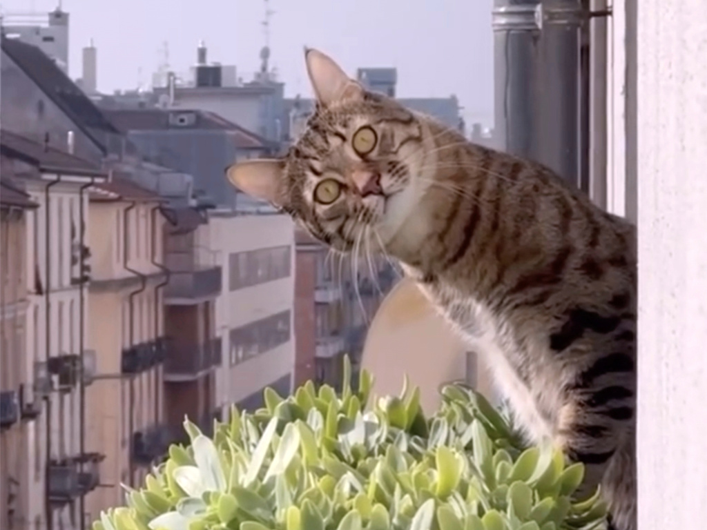 Now Showing At 500 Movie Theaters: 73-Minutes Of Cat Videos... For A ...
