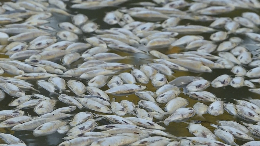 Australia: Millions Of Fish Wash Up In River Amid Heat Wave And Floods ...