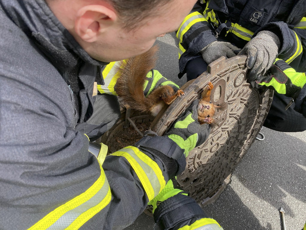 Squirrel Gives Firefighters Fits While Being Rescued From Manhole Cover ...