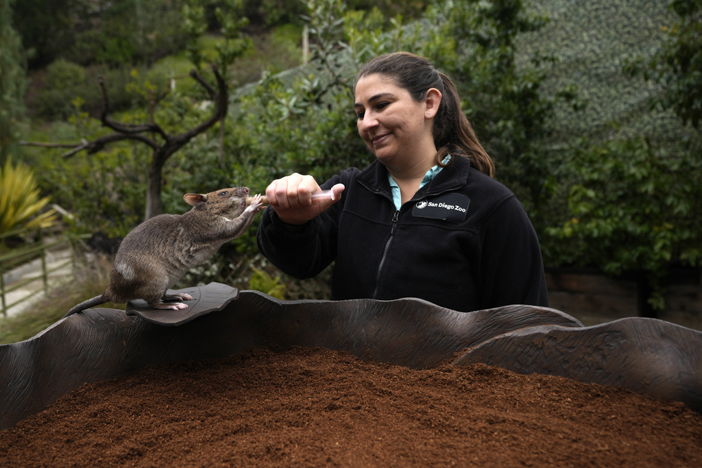 Can Rats Help Humans, Wildlife? | Positive Encouraging K-LOVE