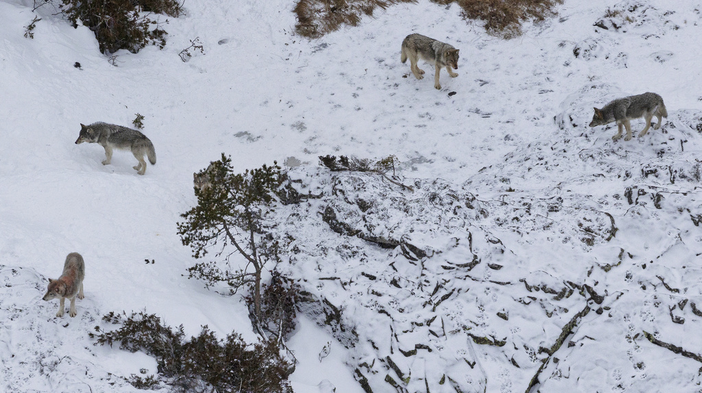 Wolves That Nearly Died Out Recovered, Now Helping A Remote Island’s ...