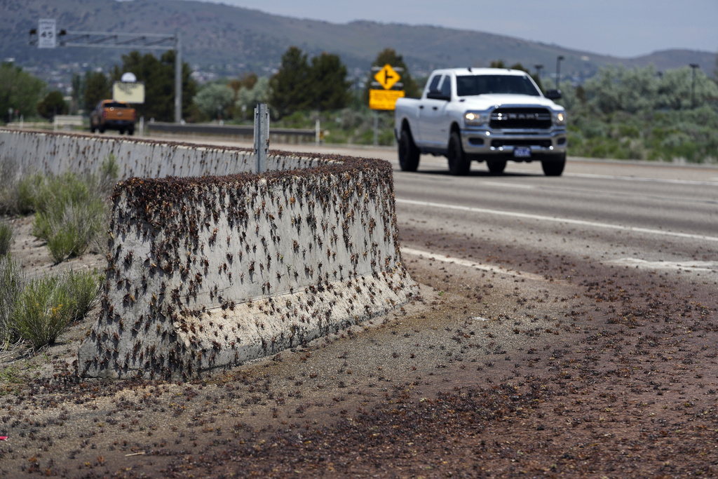 Millions Of Crickets Invading Towns | Positive Encouraging K-LOVE