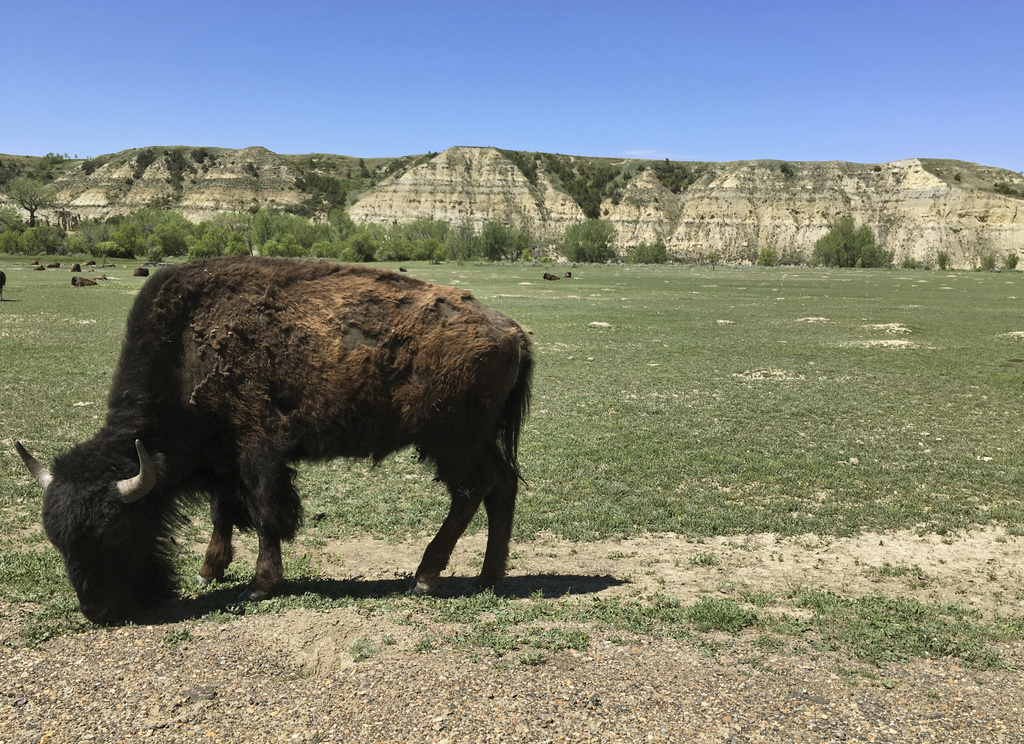 Bison Attack Visitors In US National Parks | Positive Encouraging K-LOVE