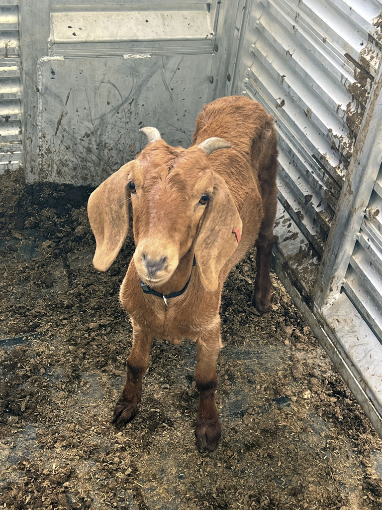 Escaped Goat Eludes Capture For Weeks, Eventually Caught In Rural Texas ...