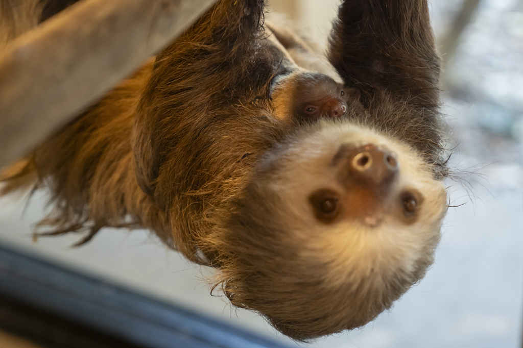 New Baby Sloth Welcomed At Florida Zoo | Positive Encouraging K-LOVE