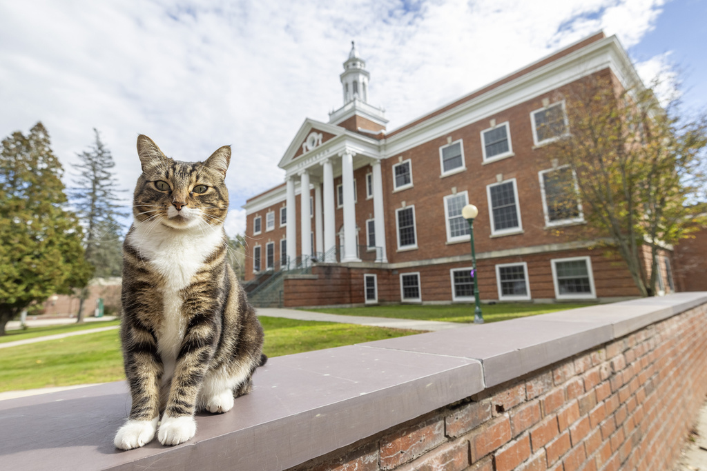 The Sweetest Feline! College Cat Honored For His Friendliness ...