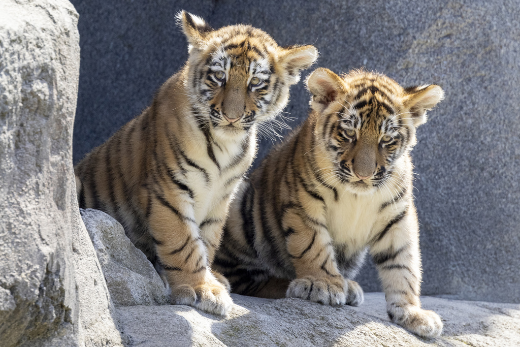 Endangered Amur Tiger Cubs 'Tochka And Timur' Debut At Zoo | Positive ...