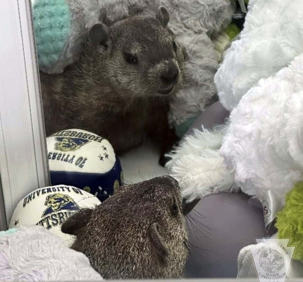 Travelin' Groundhog Makes A Name For Himself | Positive Encouraging K-LOVE
