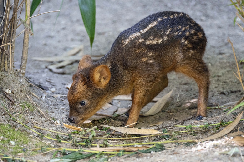 Adorable Tiny 'Pudu' Deer Born At New York City Zoo | Positive ...