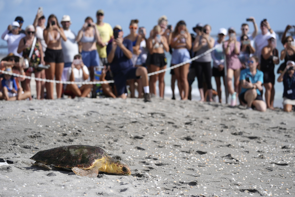 Injured Sea Turtle 'Willow' Is Rehabilitated And Set On Course Back To ...