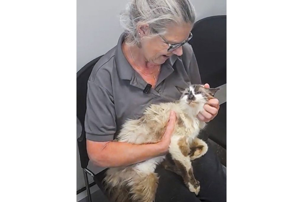 After 11 Years, 'Sam Sam The Kittycat Man' Is Back Home | Positive ...