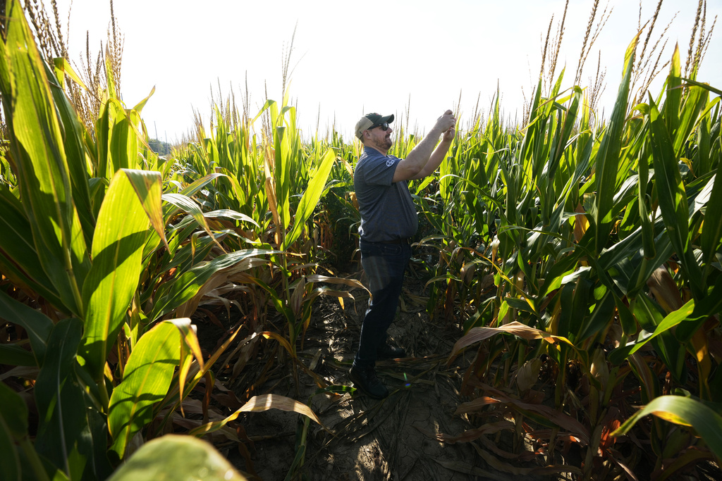 You May Be Seeing ‘Short Corn’ As You Pass By Cornfields | Positive ...
