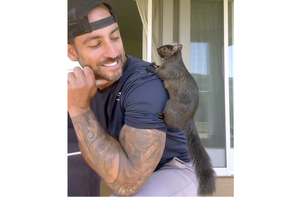 6 State Agents Demand NY Man Surrender Pet Squirrel 'Peanut' | Positive ...