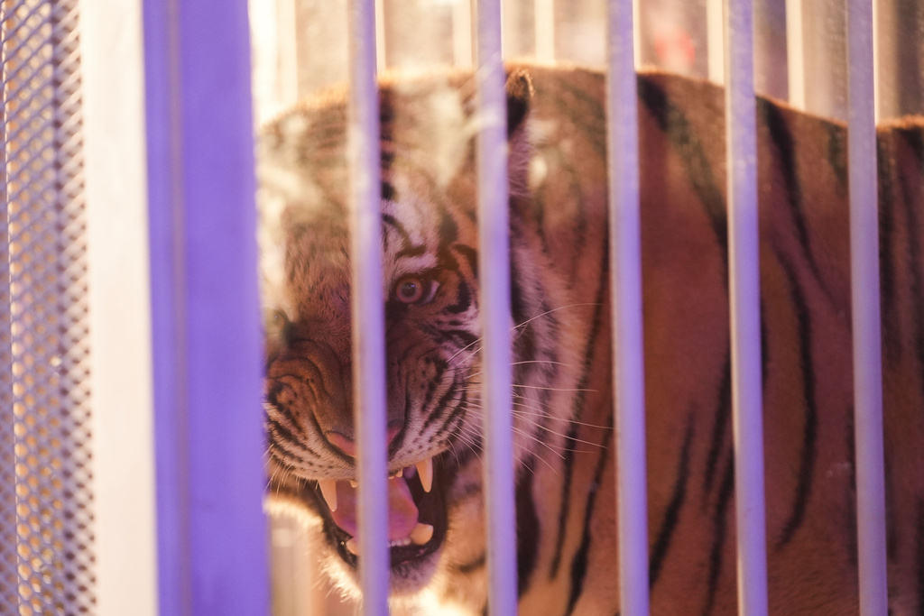 Tiger Brought Into LSU's Tiger Stadium First Time Since 2015 | Positive ...
