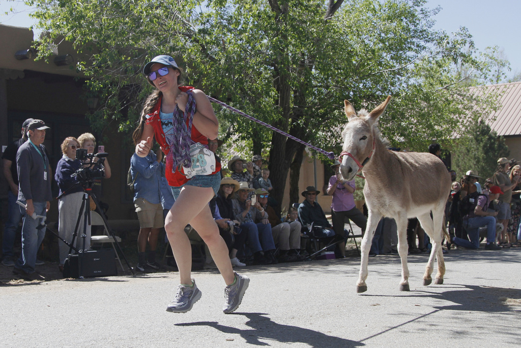 Burro Racing: Burros Are Cautious, Not stubborn - Some Southwest ...